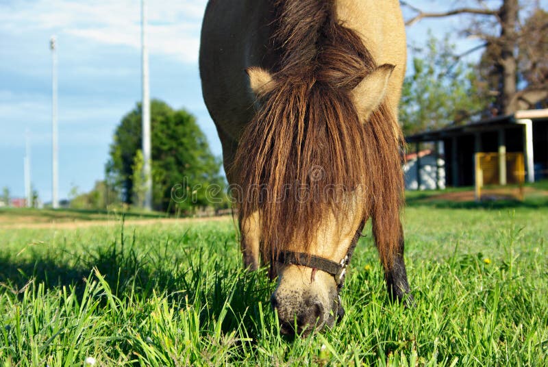 Horse eating grass stock photo. Image of miniature, mane - 2283642