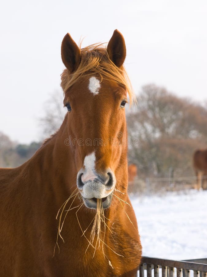 Horse Eating Hay stock image. Image of punch, feed, breed - 25245357 Horse Eating Hay stock image. Image of punch, feed, breed - 25245357