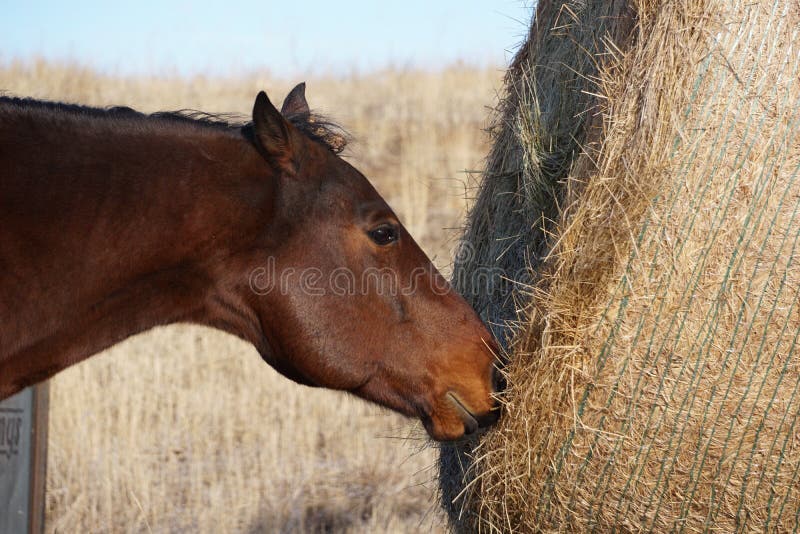 Hail Bail Stock Photos - Free & Royalty-Free Stock Photos from Dreamstime