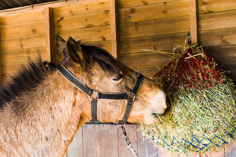 Horse Eating Hay stock photo. Image of animal, farm, horse - 14912968