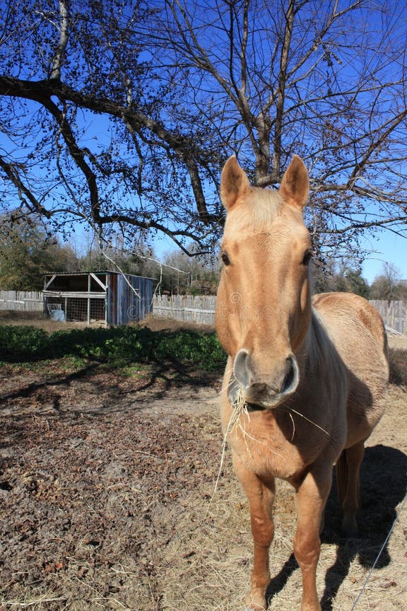 Horse eating hey stock photo. Image of winter, horse - 12343976