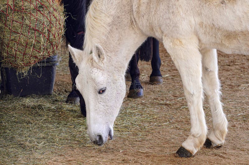A Horse Eats Hay in a Pet Pen. Stock Photo - Image of mane, animal ...