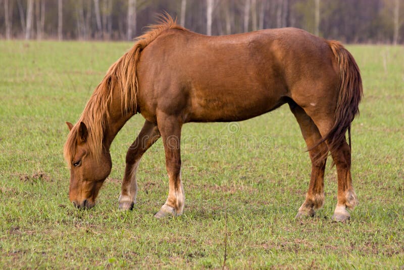 Horse (Equus caballus) stock image. Image of caballus - 15583191