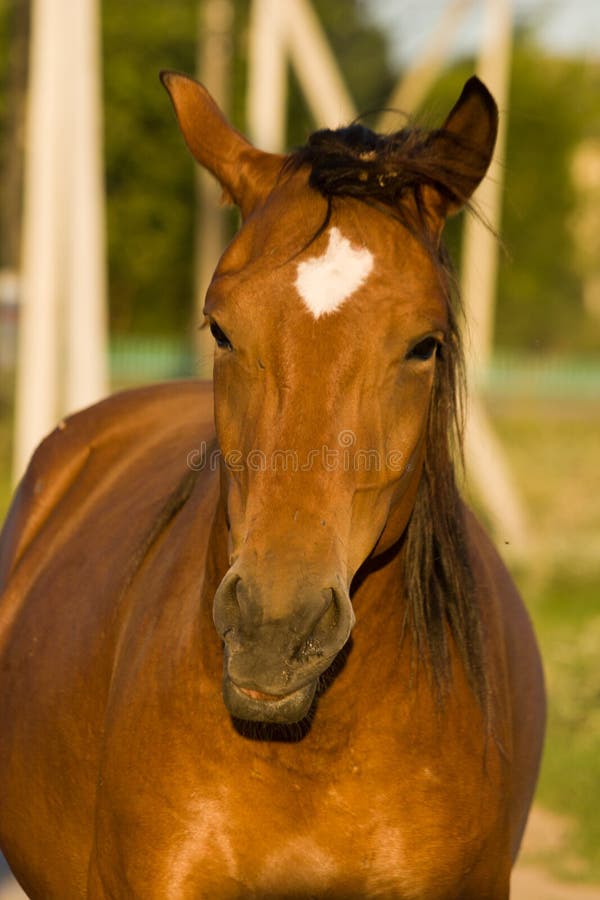 Horse (Equus caballus) stock photo. Image of snout, animal - 15583192