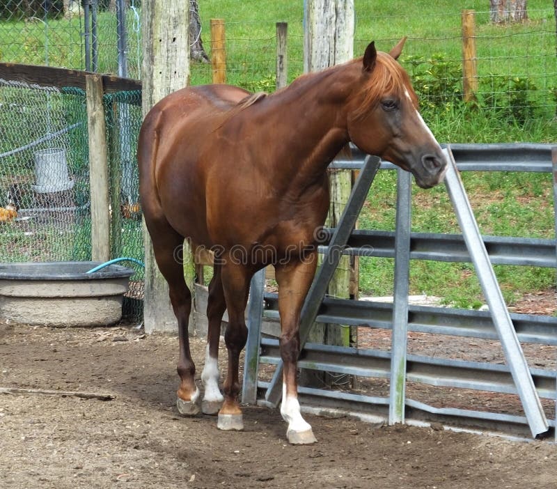 Horse (Equus Ferus Caballus) Stock Image - Image of ferus, ranch: 44614835