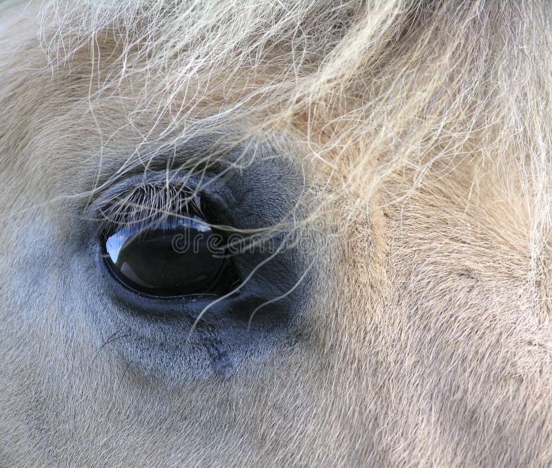 Horse eye stock image. Image of tamed, horse, color, animal - 123137