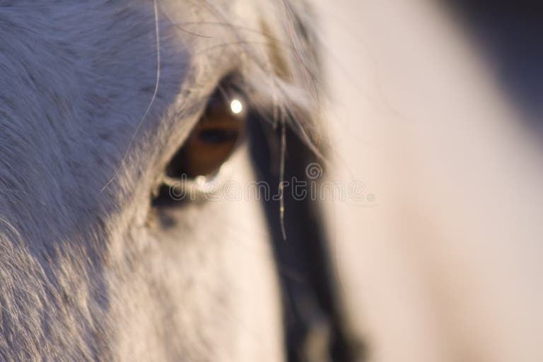 6,047 Horse Eye Color Chart Stock Photos - Free & Royalty-Free Stock ...