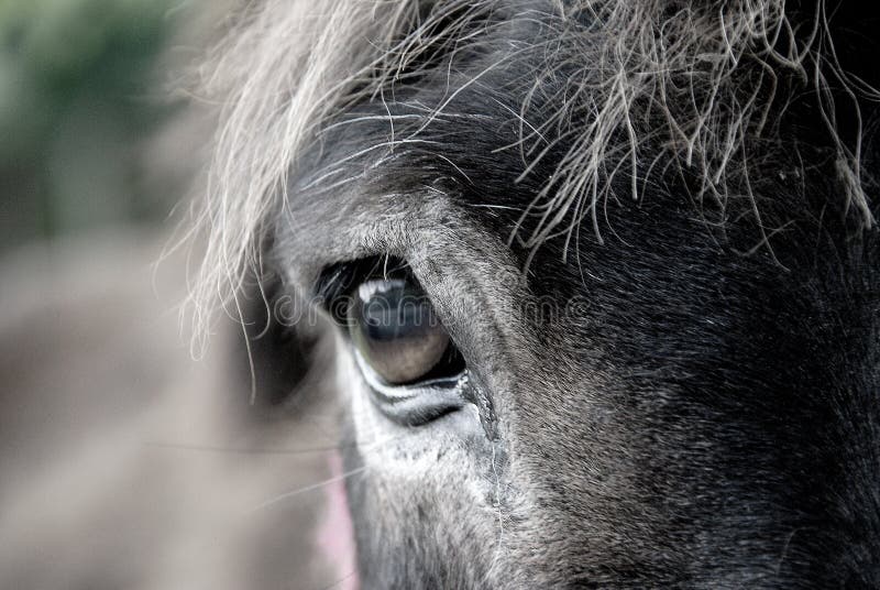 Horse Eye stock photo. Image of tookapic, animals - 95271688