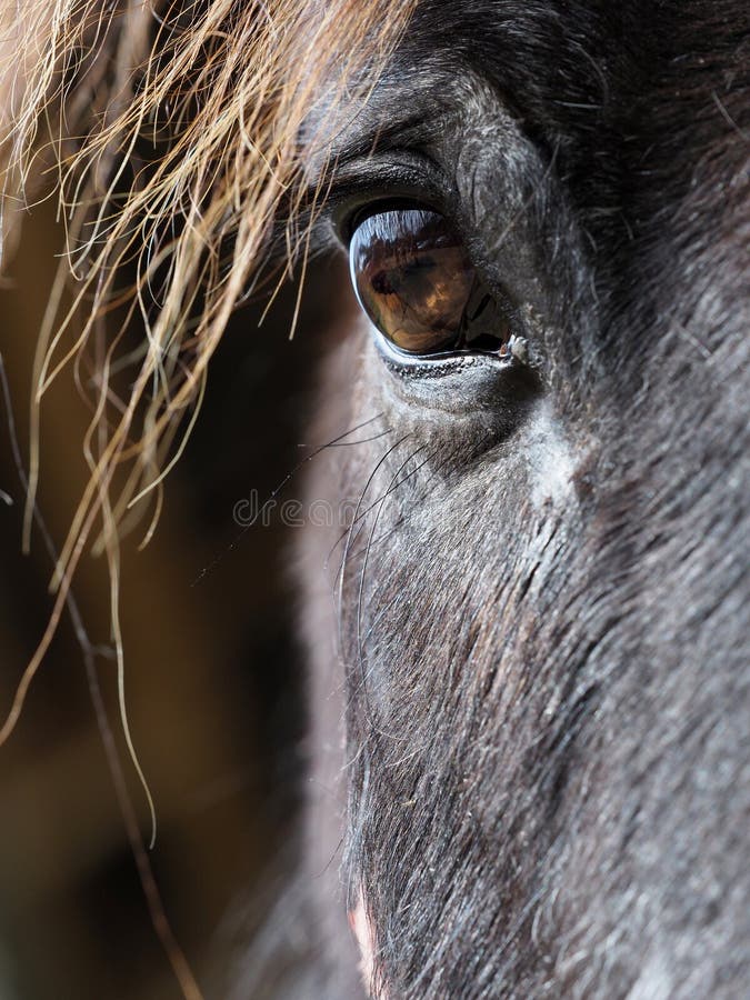 Horse Eye Abstract stock photo. Image of horse, close - 292534554