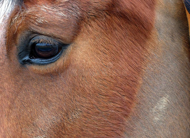 Horse eye stock image. Image of sight, hair, equine, mare - 85566595