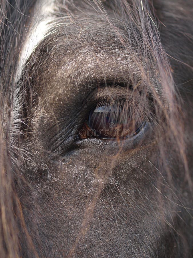 Horse Eye stock image. Image of beauty, equestrian, sight - 33757017