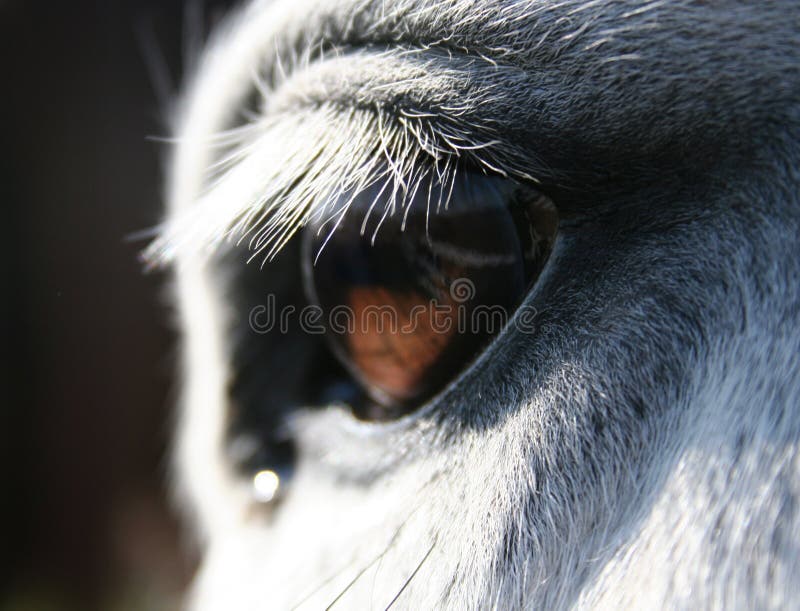 Horse eye macro stock image. Image of grey, brown, riding - 552663