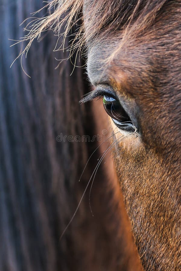 Horse Eye stock image. Image of equestrian, watch, sight - 41327103