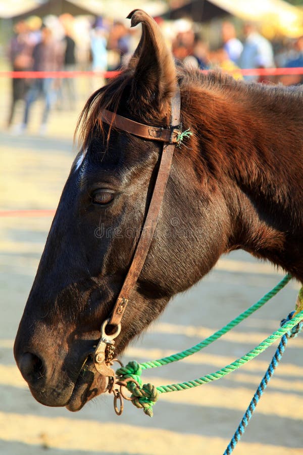 Horse face stock photo. Image of animal, horse, profile - 16958372
