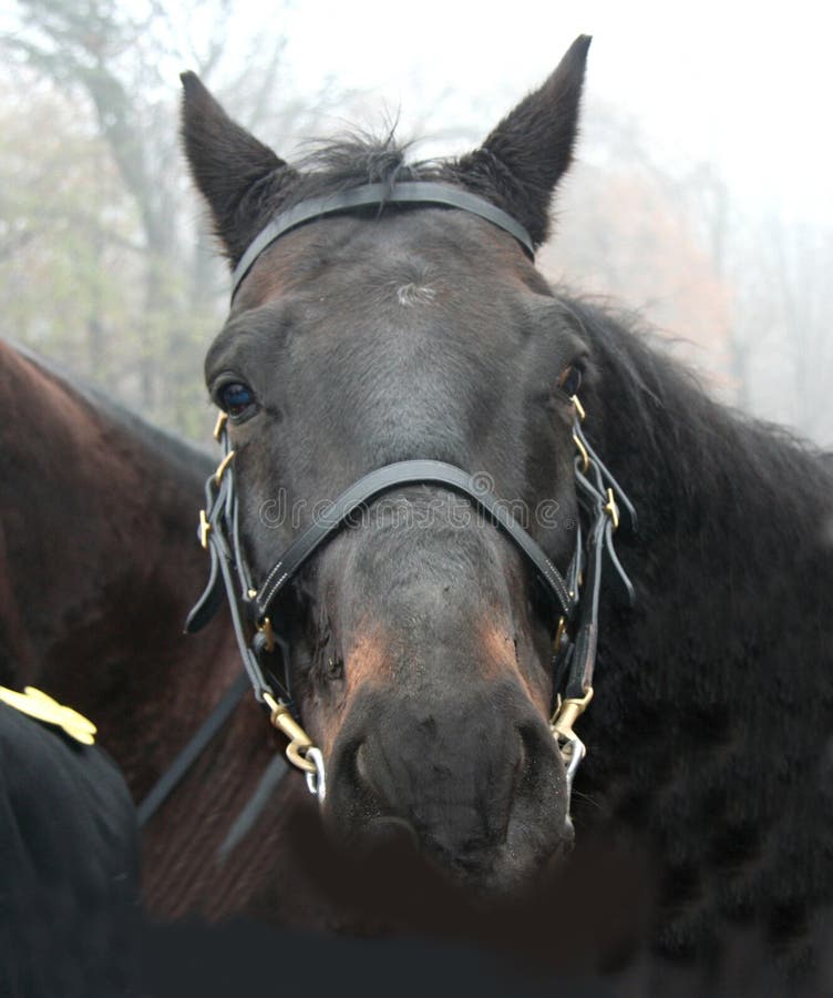 Horse Face Picture. Image: 7529733