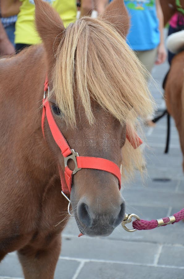 The Horse Face stock image. Image of horse, animal, little - 84669717