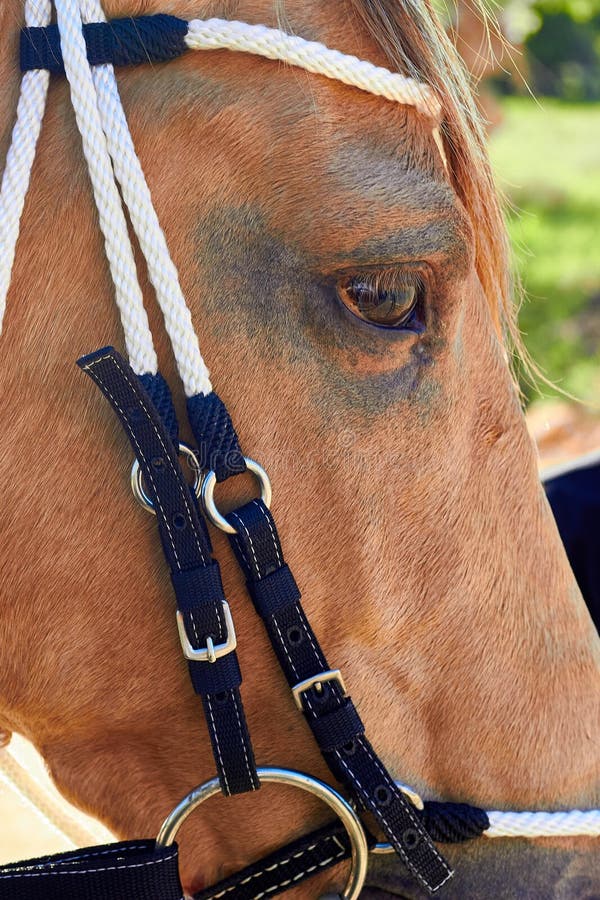 Horse Face in Field Looking Ahead Stock Image - Image of stallion, face ...