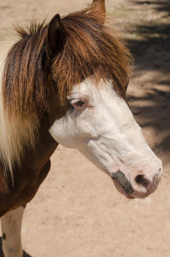 Horse face portrait stock image. Image of animal, exhilaration - 45330719