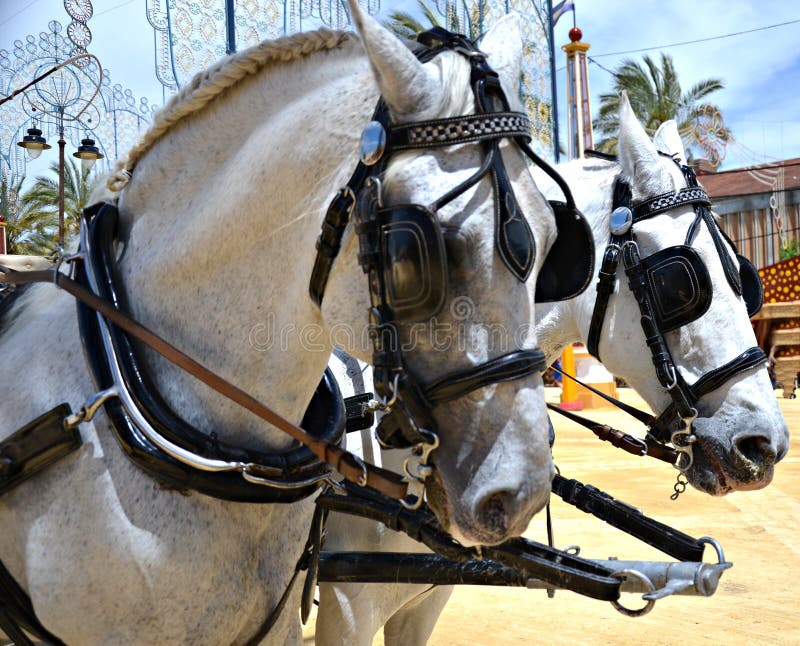 Horse Fair in Jerez stock photo. Image of andalucia, flamenco - 24793008