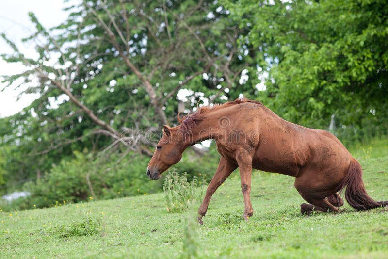Horse falling down stock image. Image of powder, fighting - 15028543