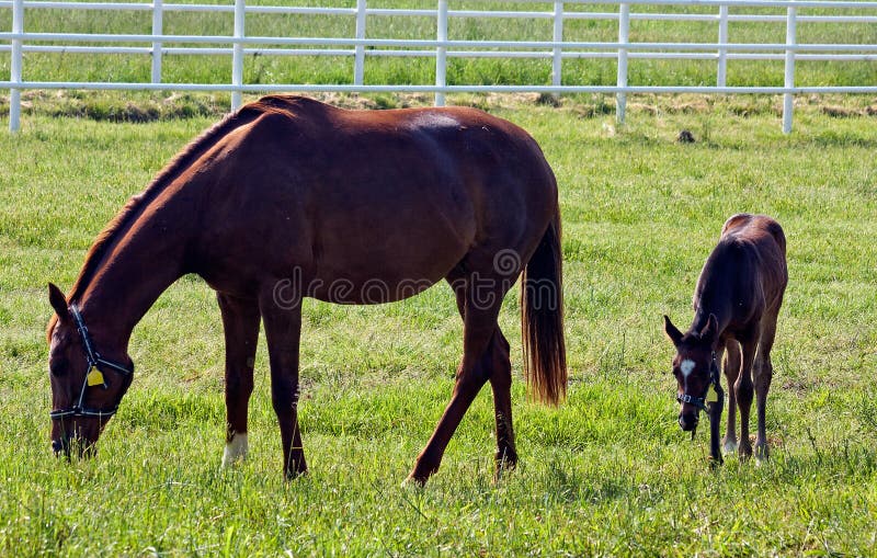 Horse Family stock image. Image of colt, baby, steppe - 19501817