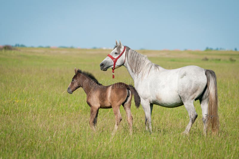 Horse Family stock image. Image of baby, family, green - 24899169