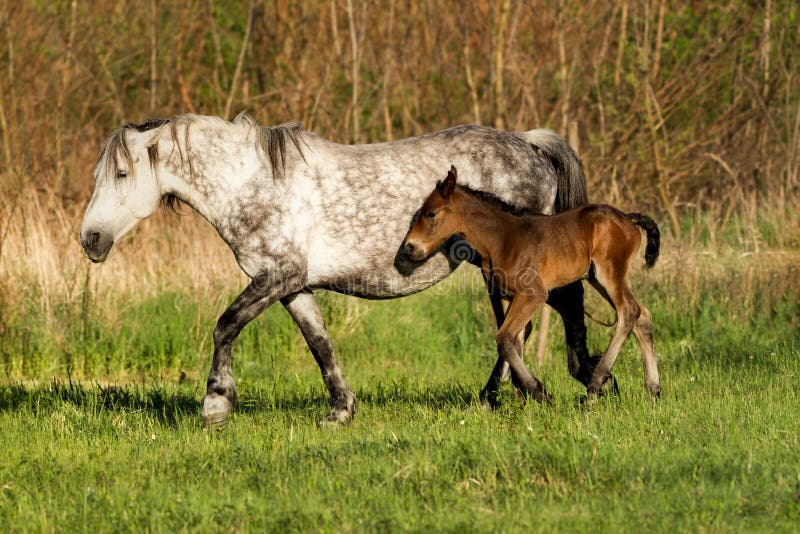 Horse family stock image. Image of horse, black, field - 29735933