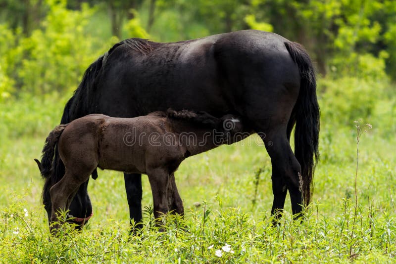 Horse family stock photo. Image of cute, baby, black - 32773246