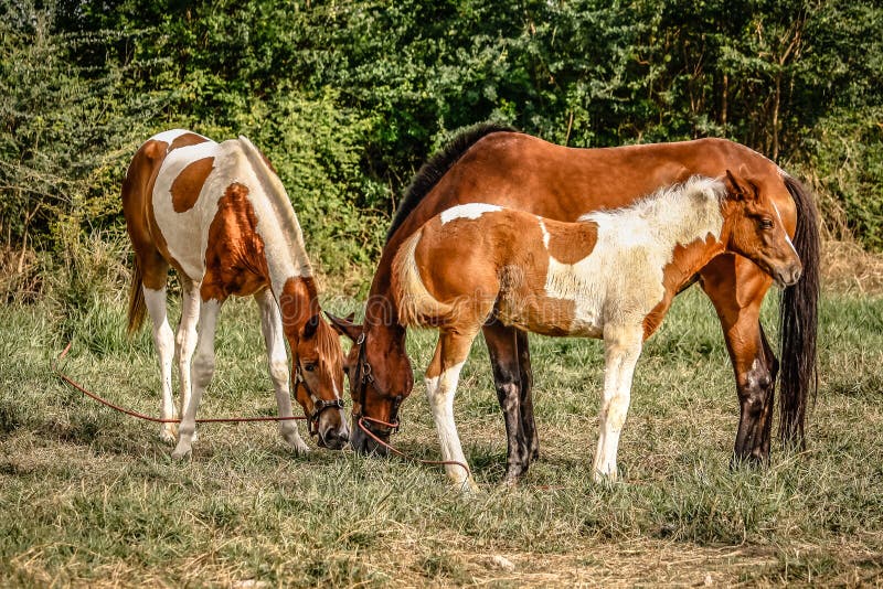Horse family stock image. Image of twotone, baby, horse - 94021003