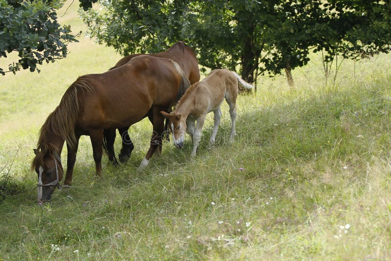 Horse family stock photo. Image of field, farm, look - 32833604