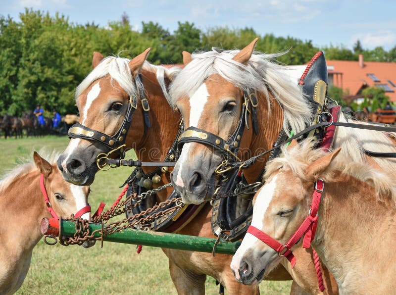 Horse family outdoors stock photo. Image of shoulders - 77037354