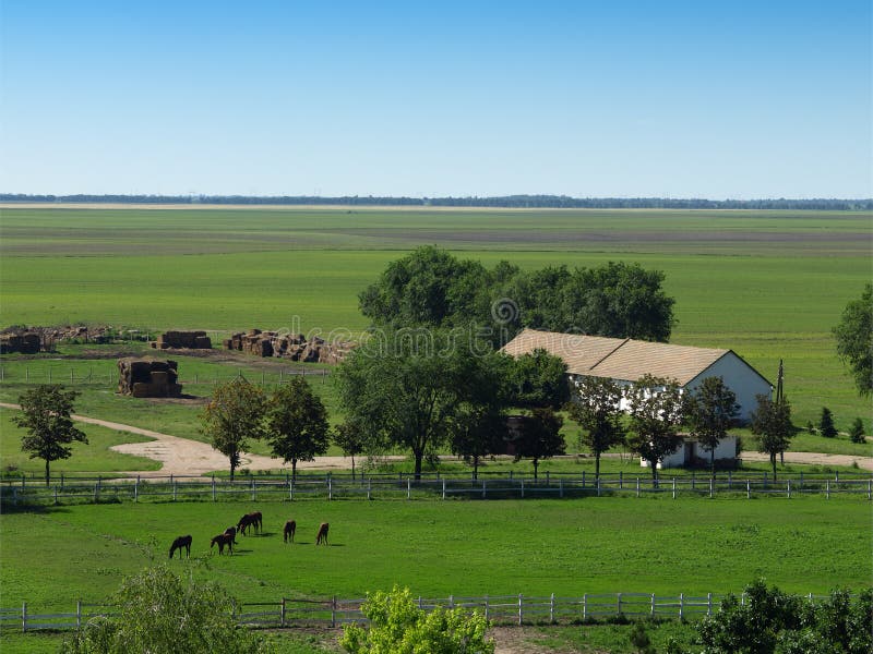 Country Horses on a Ranch in Colorado Stock Photo - Image of farm ...