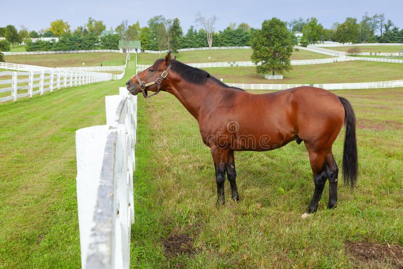 Horse on a farm stock photo. Image of barn, country, fences - 24451450