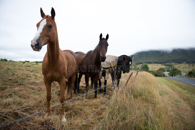 Horses stampeding stock photo. Image of mammal, mare, animal - 2955814