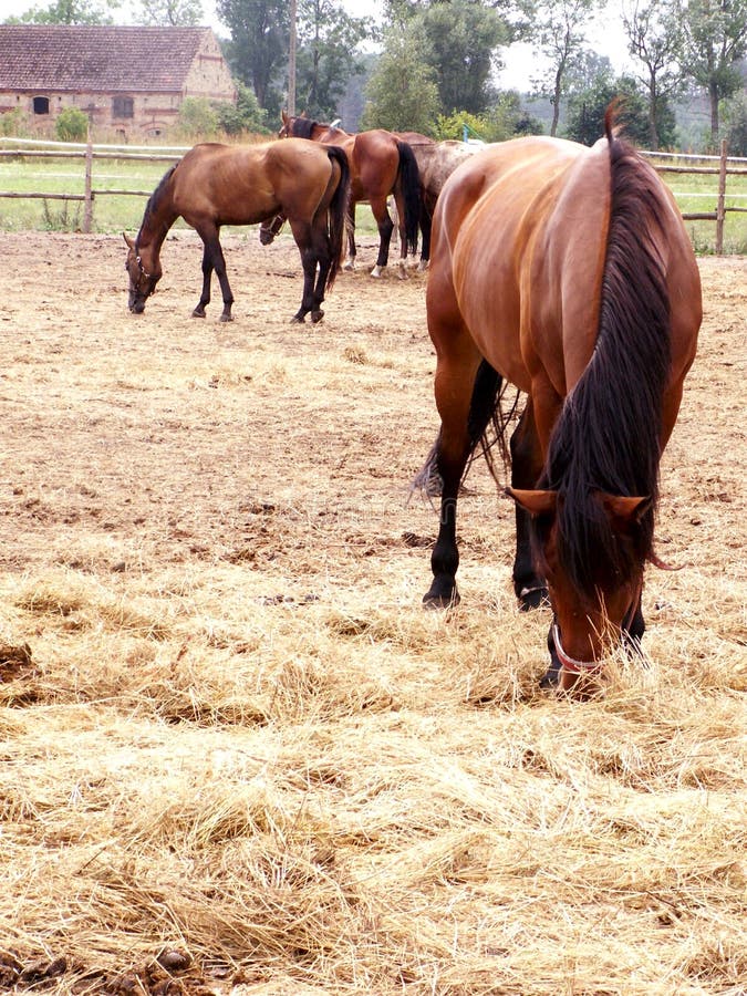 A horse farm stock photo. Image of ranch, animal, countryside - 4475876