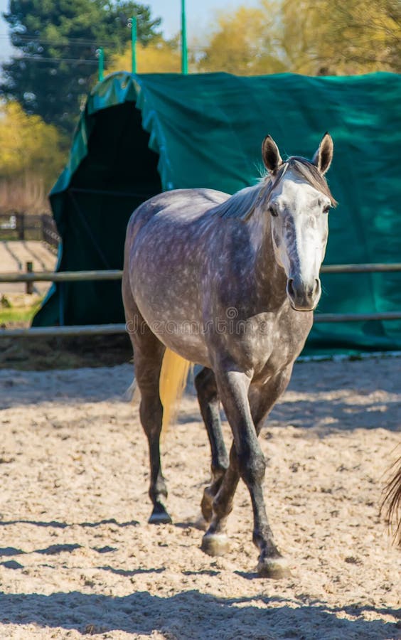 Horse Farm Beautiful Horses on the Farm. Selective Focus Stock Image ...