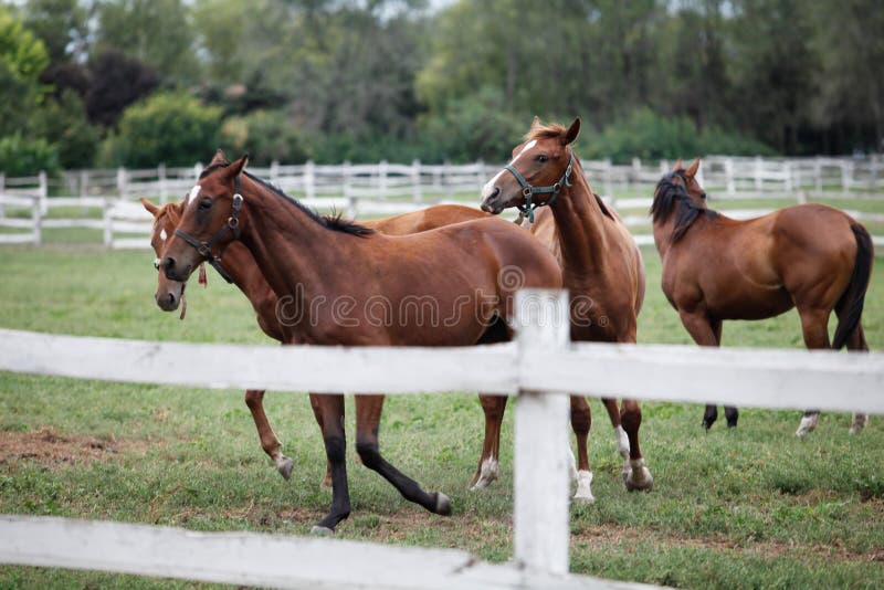Pretty Horse Farm 394,953 Beautiful Horse Farms Royalty Free Images,