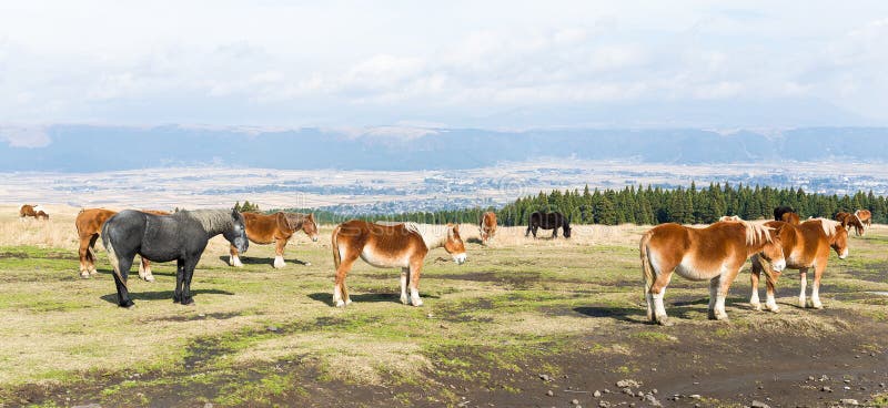 Horse farm stock photo. Image of buildings, asia, japan - 83285830