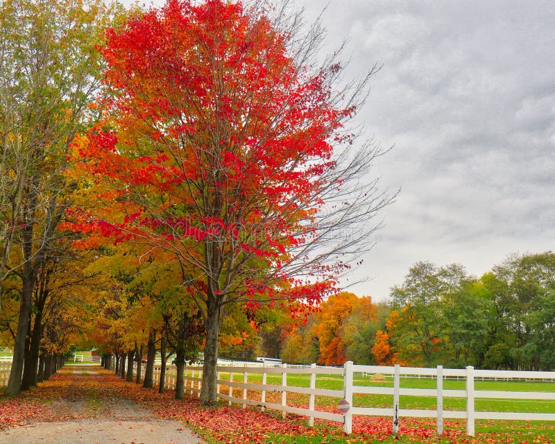 Fall maple trees stock photo. Image of canopies, canopy - 3478154