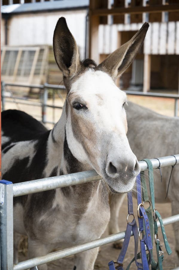 A Horse at the Farm. Growing Animals at the Farm Stock Photo - Image of ...