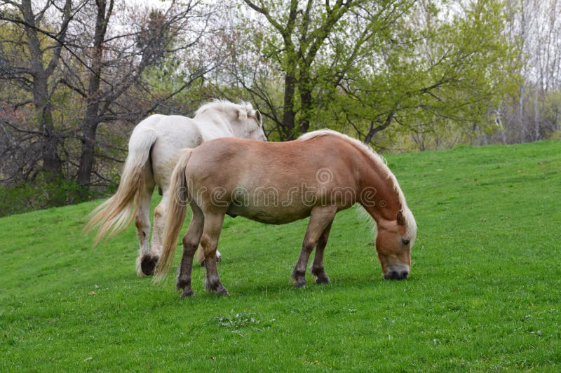 Horse stock image. Image of expression, farm, eyes, attraction - 91754111