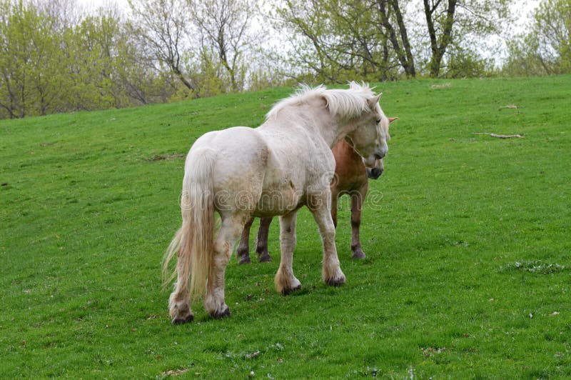 Horse stock image. Image of head, growing, grass, detail - 91755099