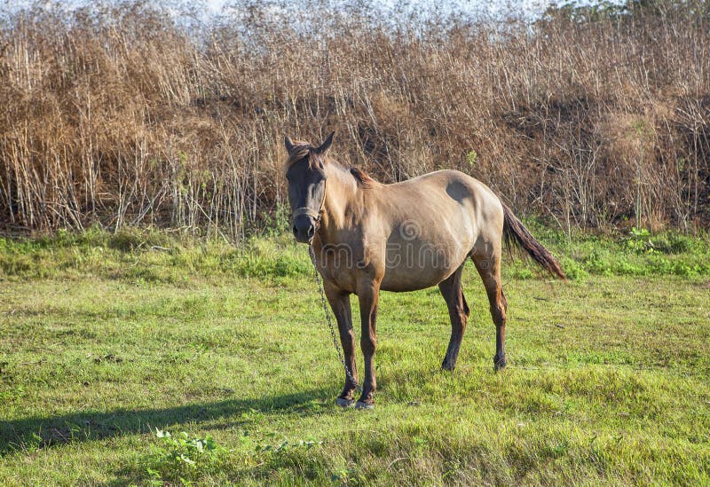 Horse on farmland stock image. Image of outside, nature - 91321235