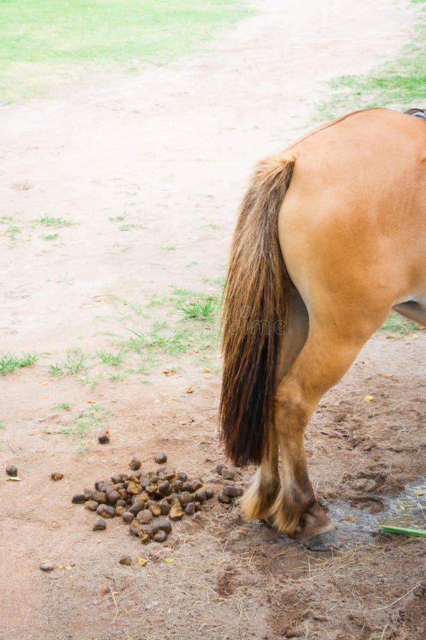 Sheep shit on nature stock photo. Image of muck, dirty - 105981004