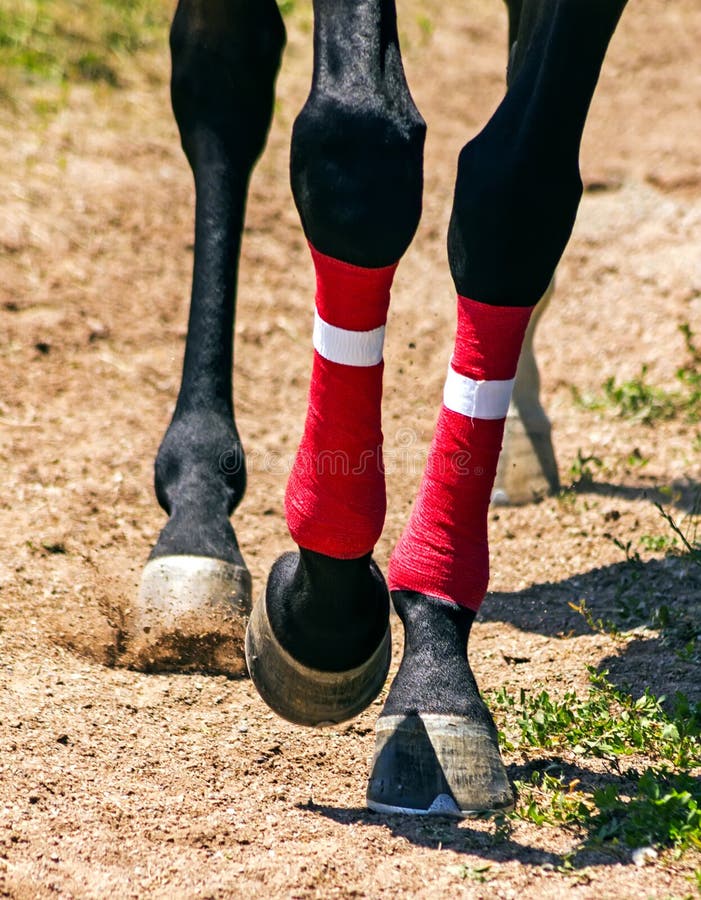 Horse feet in the mud stock photo. Image of greay, cold - 36510318