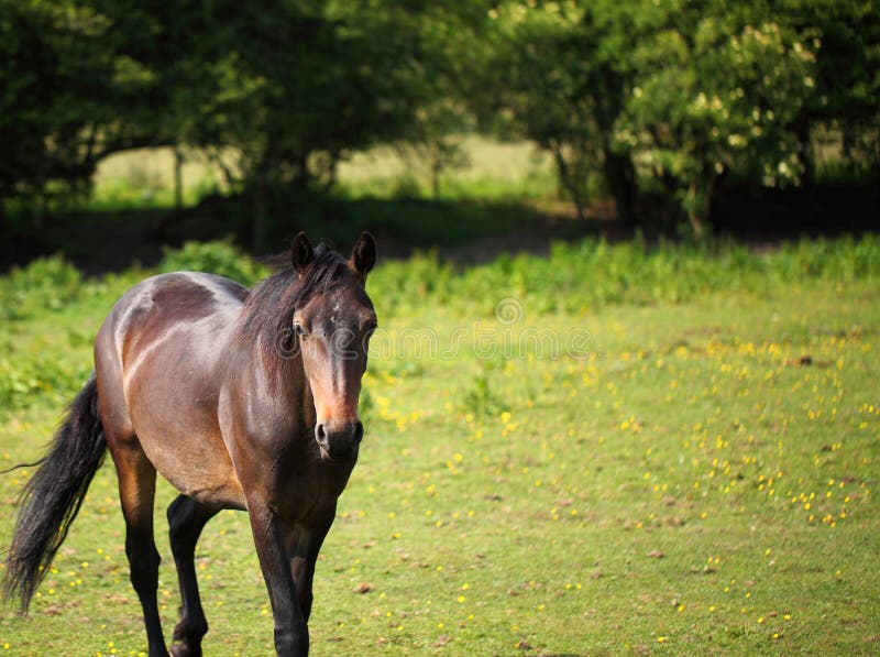 Horse in the field stock image. Image of close, animal - 19850675