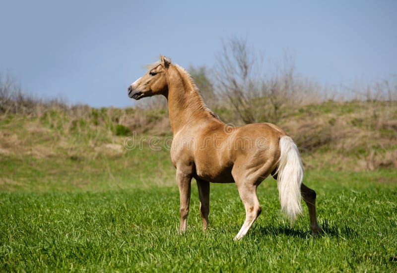 Palomino Horse is Rearing Up in the Forest Stock Image - Image of ...