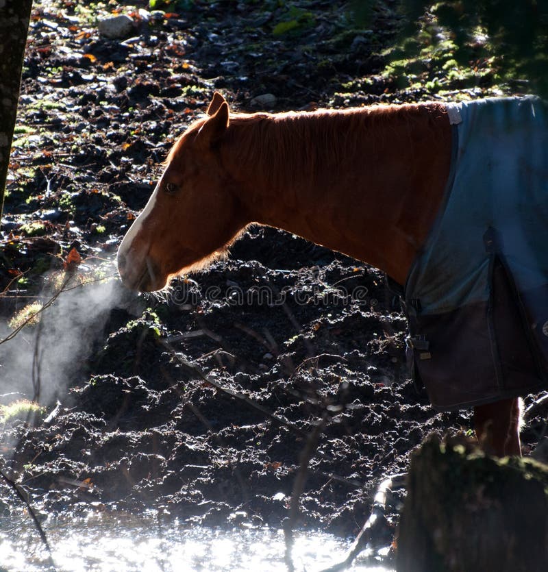 Horse snorting stock photo. Image of agriculture, horse - 33751268