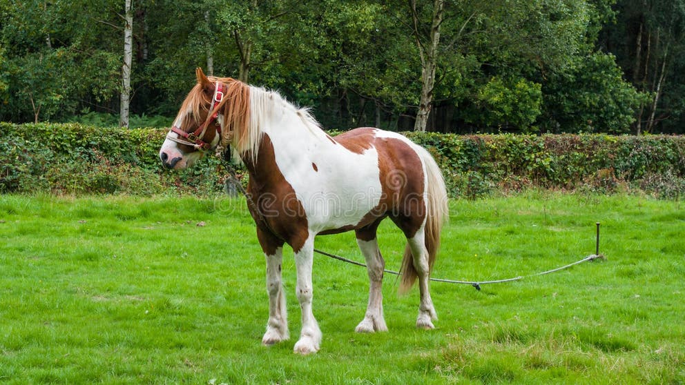 Horse on field stock image. Image of leash, farm, grazing - 63919993