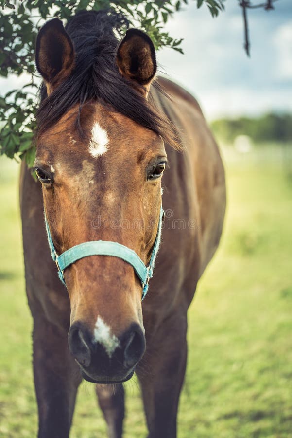 Horse on the Field in Sunny Day Austria Styria Stud Stock Image - Image ...